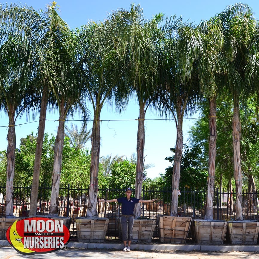 The Best Trees Exclusive to Moon Valley Nurseries